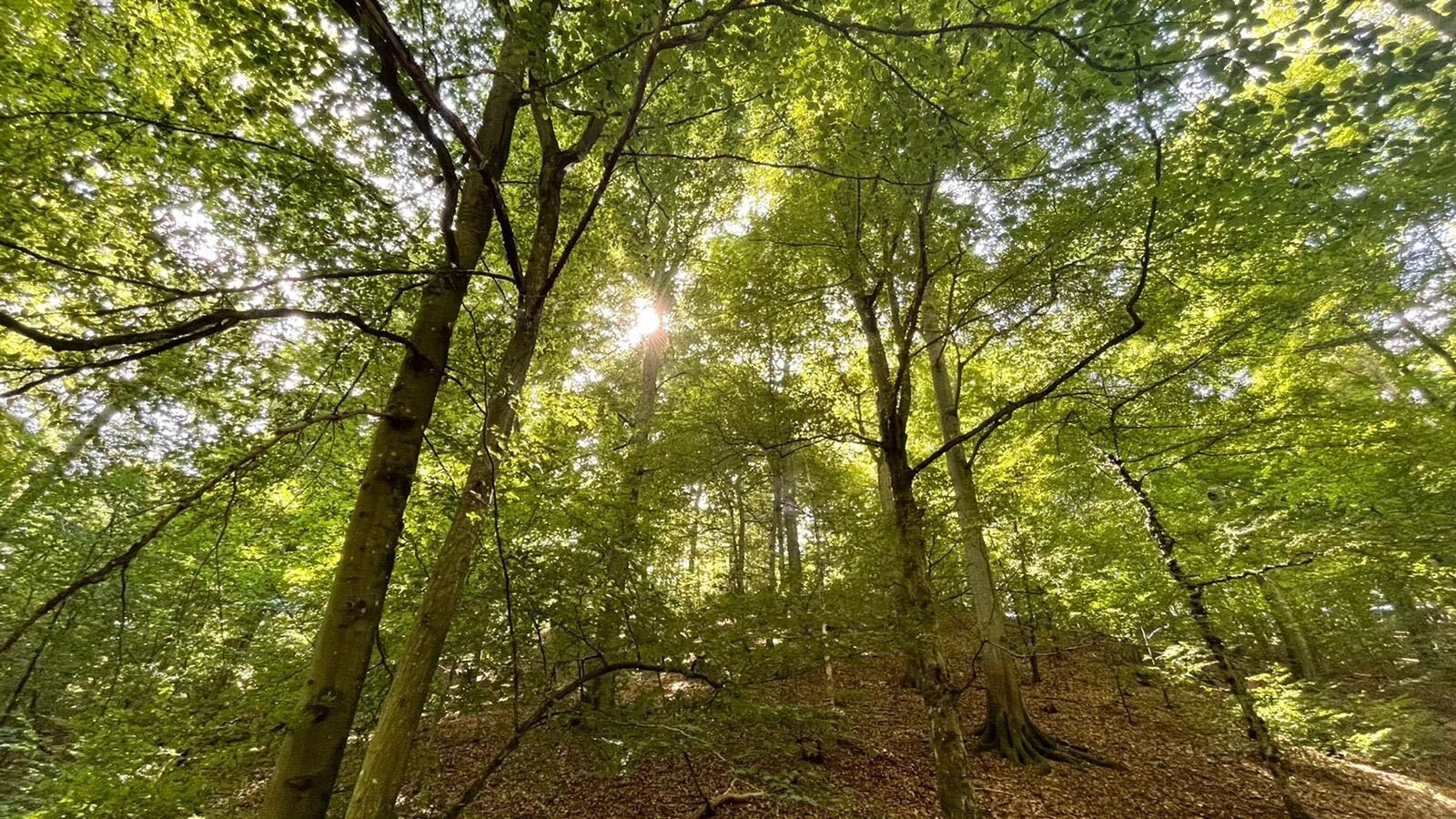 We visited a real forest from one of our projects! - Gamesforest - Blog