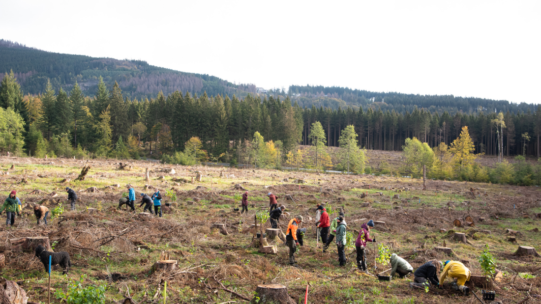 Restoring lost forests in the Harz region - Gamesforest - Blog